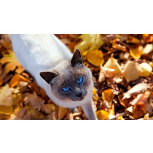 Картина на холсте 60x110 LinxOne "Кошка взгляд животное осень" интерьерная для дома / на стену / на кухню / с подрамником