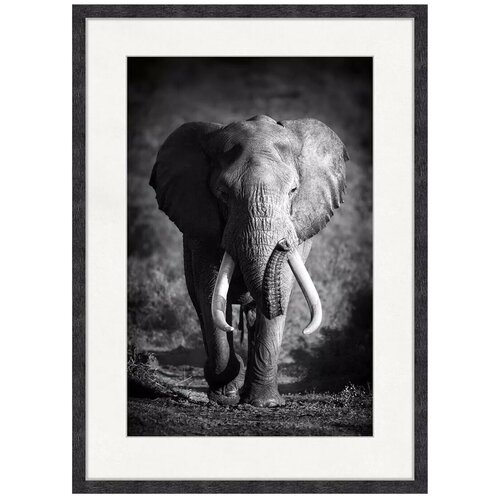 Картина в раме Африканский слон, 50х70 см