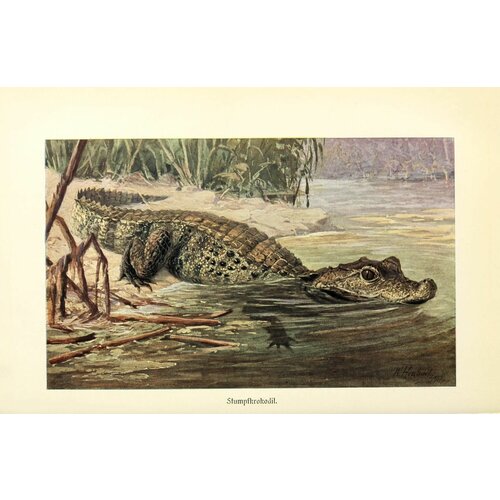 Крокодил постер 20 на 30 см, шнур-подвес в подарок