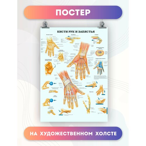 Постер на холсте анатомия руки и запястья больница биология 40х60 см