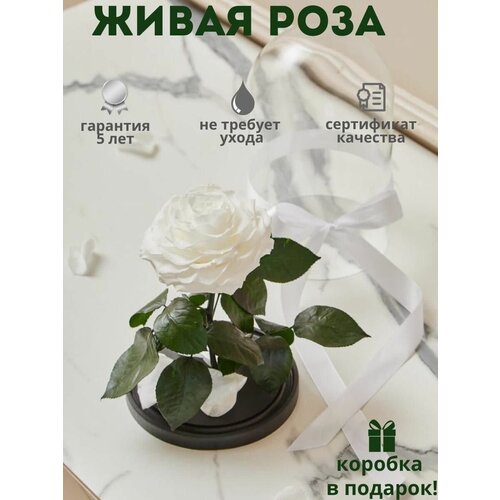 Роза в стеклянной колбе Стабилизированная живая