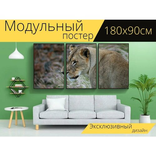 Модульный постер "Львица, кошачий, большой кот" 180 x 90 см. для интерьера