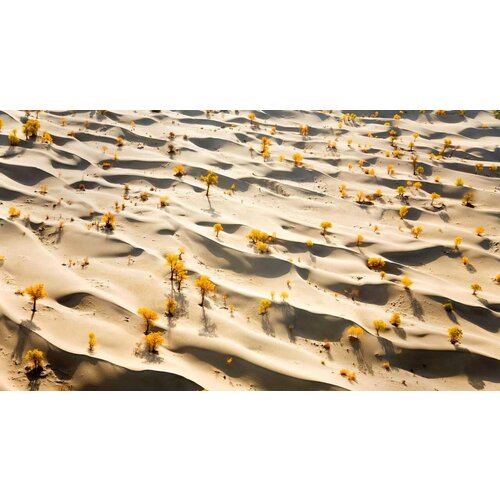 Картина на холсте 60x110 Альянс Лес "Песок деревья Китай осень пустыня" на подрамнике / интерьер/ декор