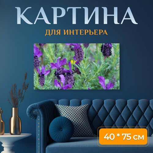 Картина на холсте "Лаванда, цветок, природа" на подрамнике 75х40 см. для интерьера