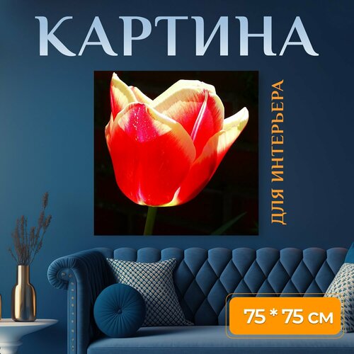 Картина на холсте "Цветок, тюльпан, цвести" на подрамнике 75х75 см. для интерьера