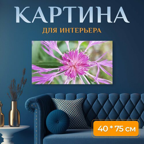Картина на холсте "Васильковый, цветок, розовый" на подрамнике 75х40 см. для интерьера