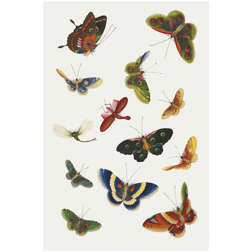 Постер / Плакат / Картина Бабочки - Танец бабочек 50х70 см в подарочном тубусе
