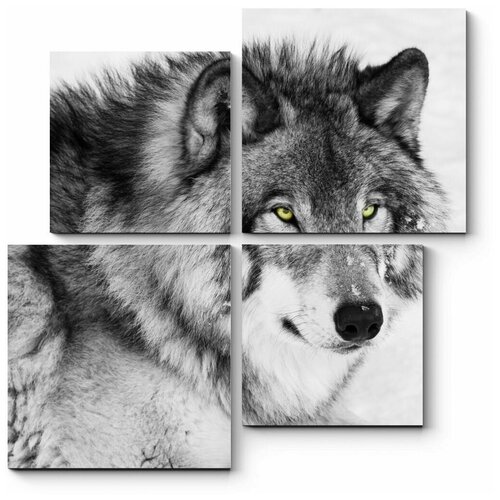 Модульная картина Черно-белый портрет волка 70x70