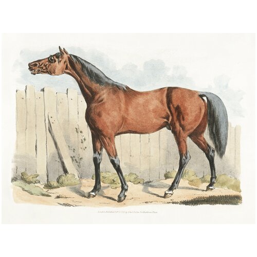 Постер / Плакат / Картина Темно-коричневая лошадь 50х70 см в раме