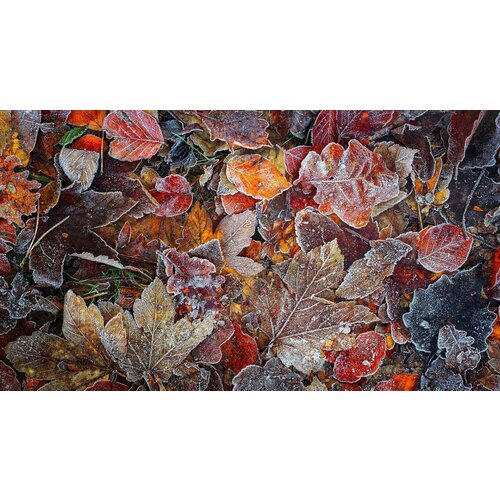 Картина на холсте 60x110 Альянс Лес "Природа листва макро лес" на подрамнике / интерьер/ декор