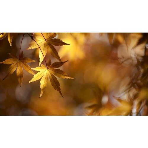 Картина на холсте 60x110 LinxOne "Клён золотой осень ветки листва" интерьерная для дома / на стену / на кухню / с подрамником
