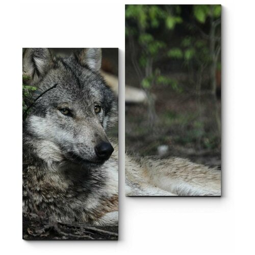 Модульная картина Волк отдыхает в лесу 90x113