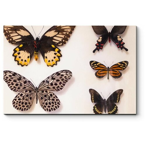 Модульная картина Разноцветные бабочки 60x40