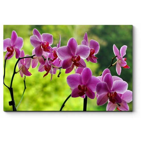 Модульная картина Неподражаемые орхидеи 110x73