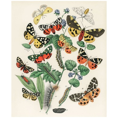 Постер / Плакат / Картина Бабочки - Пёстрые бабочки 40х50 см в раме