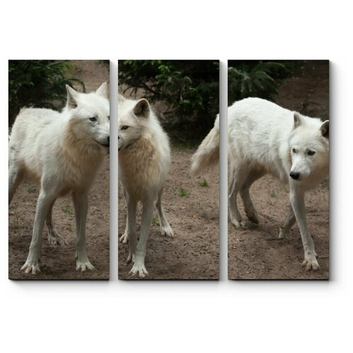 Модульная картина Величественные волки 130x93