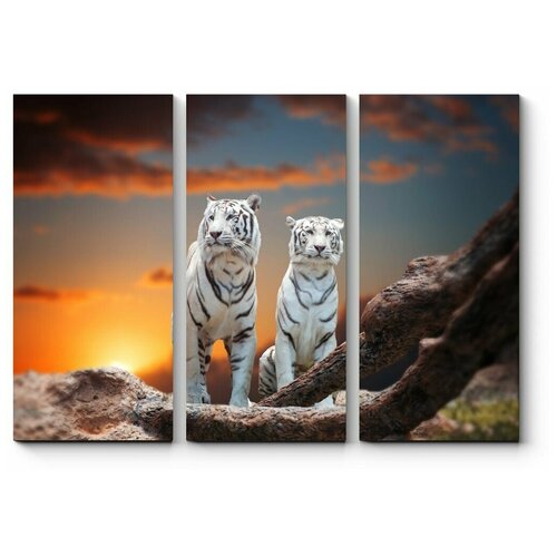 Модульная картина Два белых тигра на закате 160x115