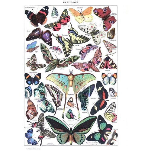 Постер / Плакат / Картина Разноцветные бабочки 40х50 см в подарочном тубусе
