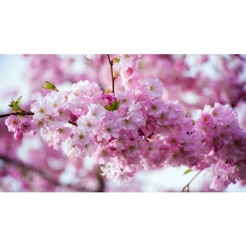 Картина на холсте 60x110 LinxOne "Ветка сакура цветение весна" интерьерная для дома / на стену / на кухню / с подрамником