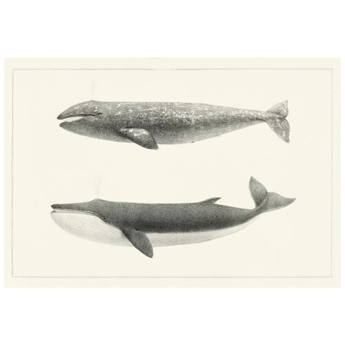 Постер / Плакат / Картина Калифорнийский серый кит 90х120 см в подарочном тубусе