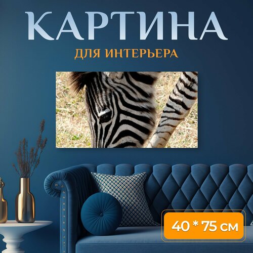 Картина на холсте "Зебра, дикое животное, африке" на подрамнике 75х40 см. для интерьера