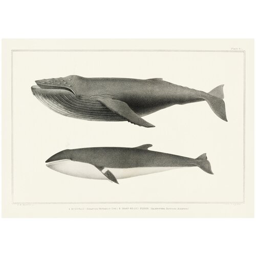 Постер / Плакат / Картина Горбатый кит и северный малый полосатик 90х120 см в подарочном тубусе