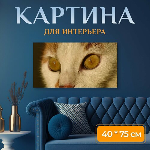 Картина на холсте "Кот, белый, животное" на подрамнике 75х40 см. для интерьера
