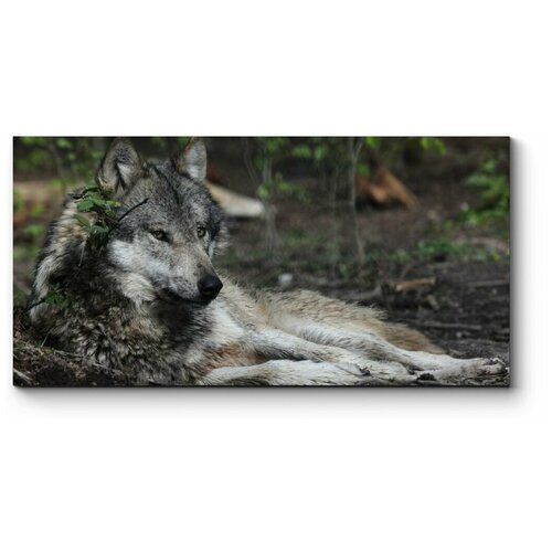 Модульная картина Волк отдыхает в лесу 60x30