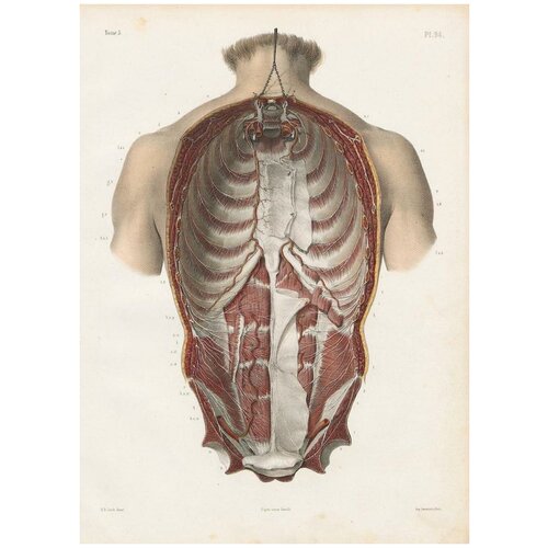 Постер / Плакат / Картина Анатомия - Строение мышц задней стенки груди 50х70 см в раме