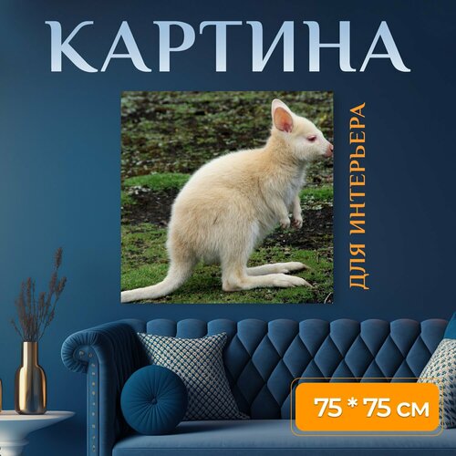 Картина на холсте "Кенгуру, белый, животное" на подрамнике 75х75 см. для интерьера