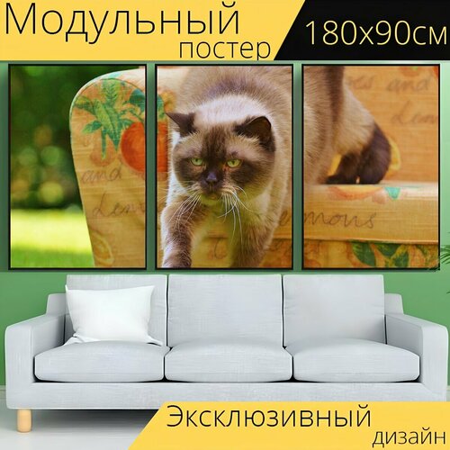 Модульный постер "Диван, кот, британская короткошерстная кошка" 180 x 90 см. для интерьера