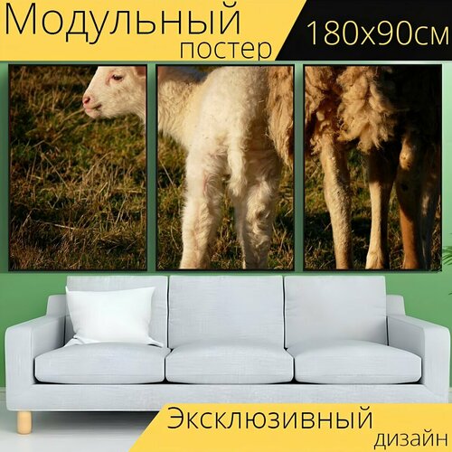 Модульный постер "Баранина, овец, пасха" 180 x 90 см. для интерьера