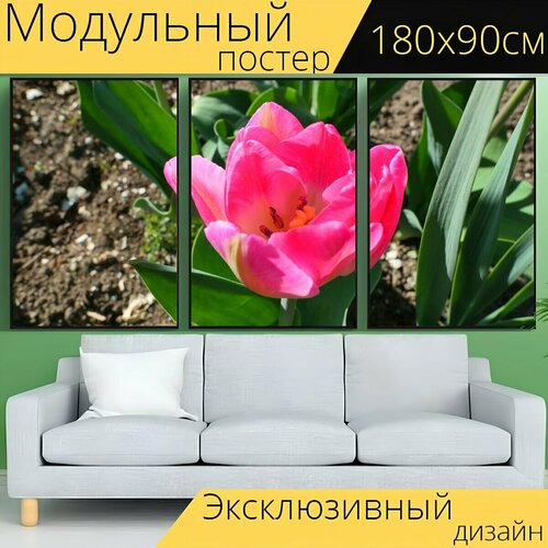 Модульный постер "Тюльпан, цветок, весна" 180 x 90 см. для интерьера