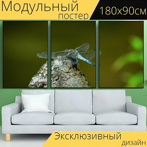 Модульный постер "Стрекоза, камень, насекомое" 180 x 90 см. для интерьера