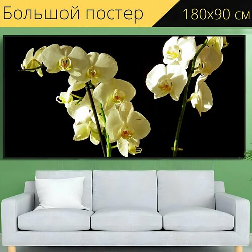 Большой постер "Орхидеи, цветы, экзотические" 180 x 90 см. для интерьера
