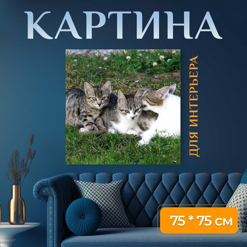 Картина на холсте "Кошки, молодой, котенок" на подрамнике 75х75 см. для интерьера