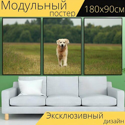 Модульный постер "Золотистый ретривер, собака, счастливый" 180 x 90 см. для интерьера