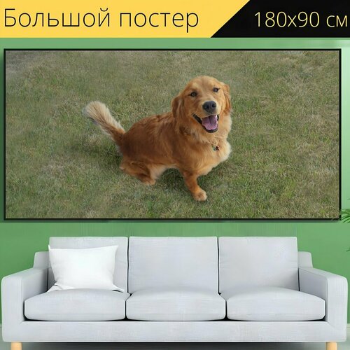 Большой постер "Золотистый ретривер, собака, счастливый" 180 x 90 см. для интерьера