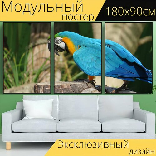 Модульный постер "Попугай, птица, экзотика" 180 x 90 см. для интерьера