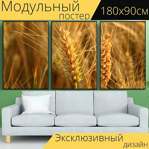 Модульный постер "Пшеница, колоски, посевы" 180 x 90 см. для интерьера