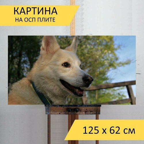 Картина на ОСП 125х62 см. "Собака, гибридный, хаски" горизонтальная, для интерьера, с креплениями