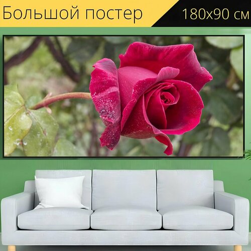 Большой постер "Цветок, роуз, цвет" 180 x 90 см. для интерьера