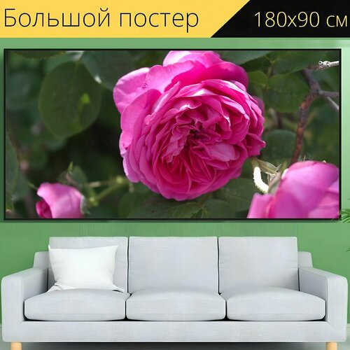 Большой постер "Роза, сад, аромат" 180 x 90 см. для интерьера