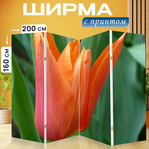 Ширма перегородка с принтом "Тюльпан, цветок, весна" на холсте - 200x160 см. для зонирования, раскладная