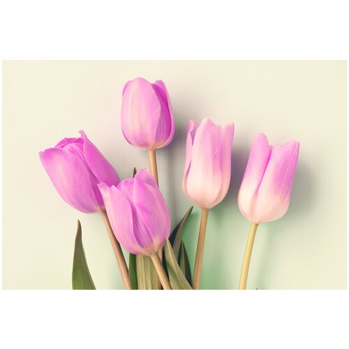 Постер / Плакат / Картина Розовые тюльпаны 40х50 см в раме