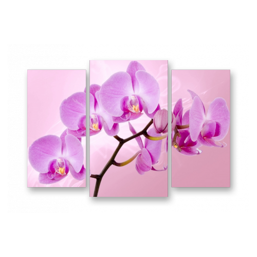 Модульная картина на холсте | Diva Kartina | Цветы. Орхидея на розовом фоне | 70X49 см
