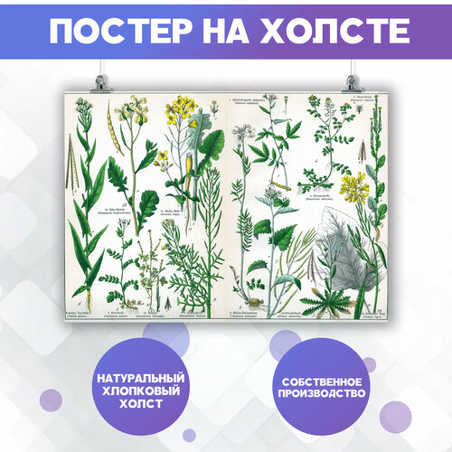 Постер виды растений (12) 40х60 см