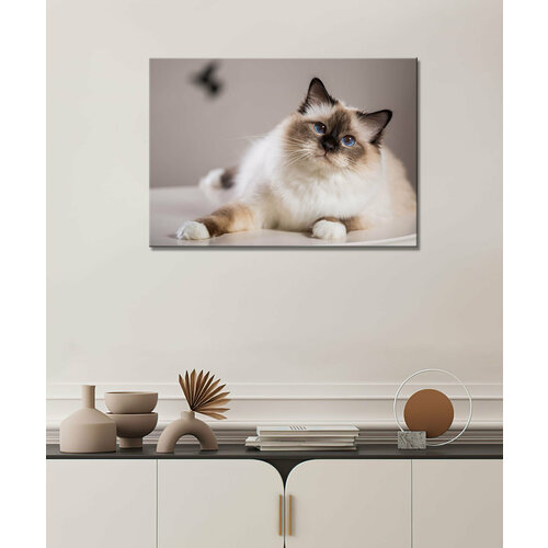 Картина - бирманская кошка, кот, белая шерсть, пушистая кошка, ласковая кошка (11) 50х70