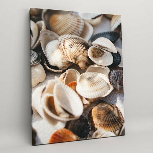 Картина на холсте (интерьерный постер) "Морские ракушки", с деревянным подрамником, размер 30x40 см