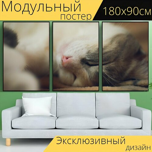 Модульный постер "Лень, кошка, животное" 180 x 90 см. для интерьера